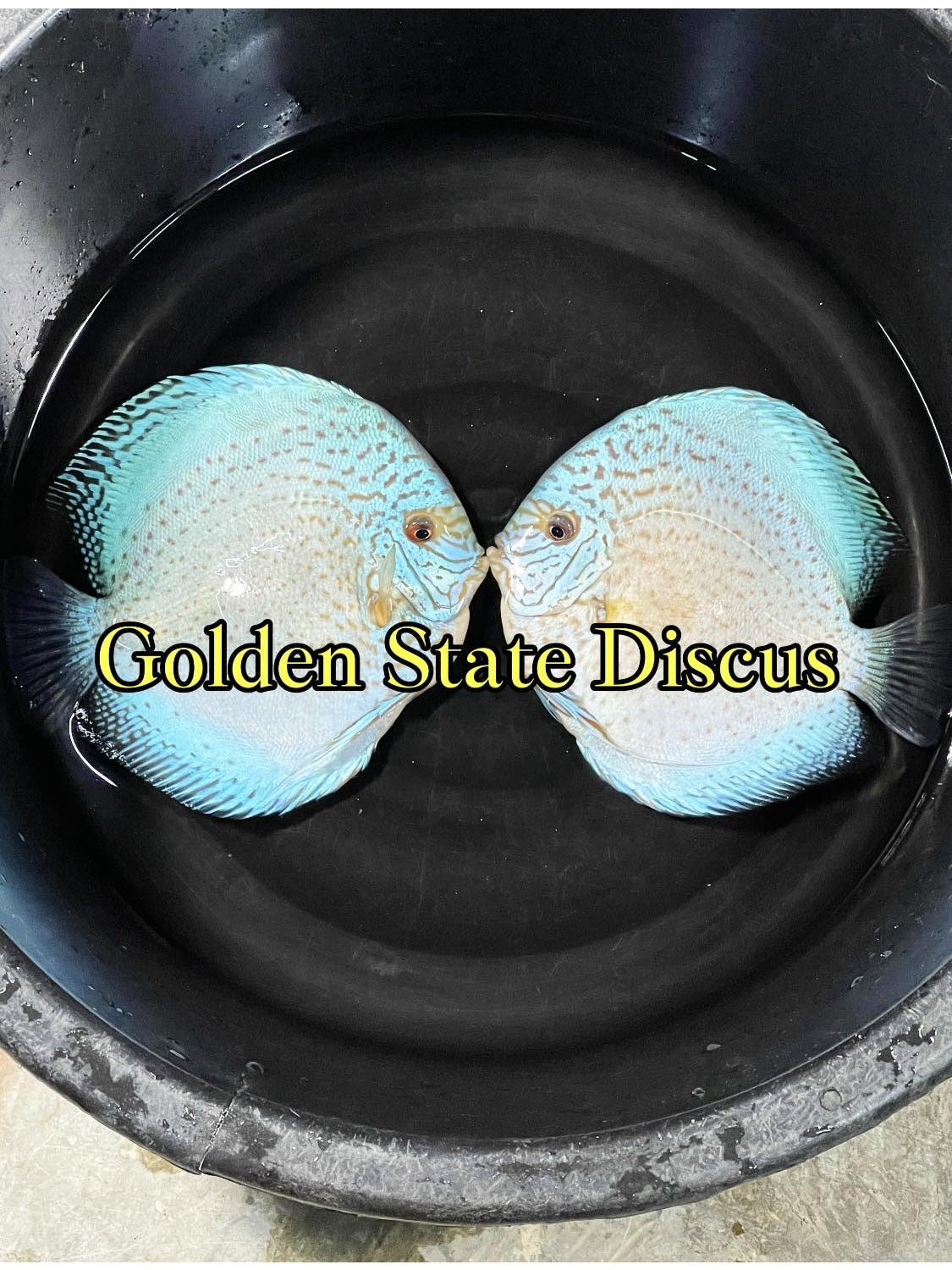 Golden State Discus - Premium Discus Fish and Expert Aquarium Care