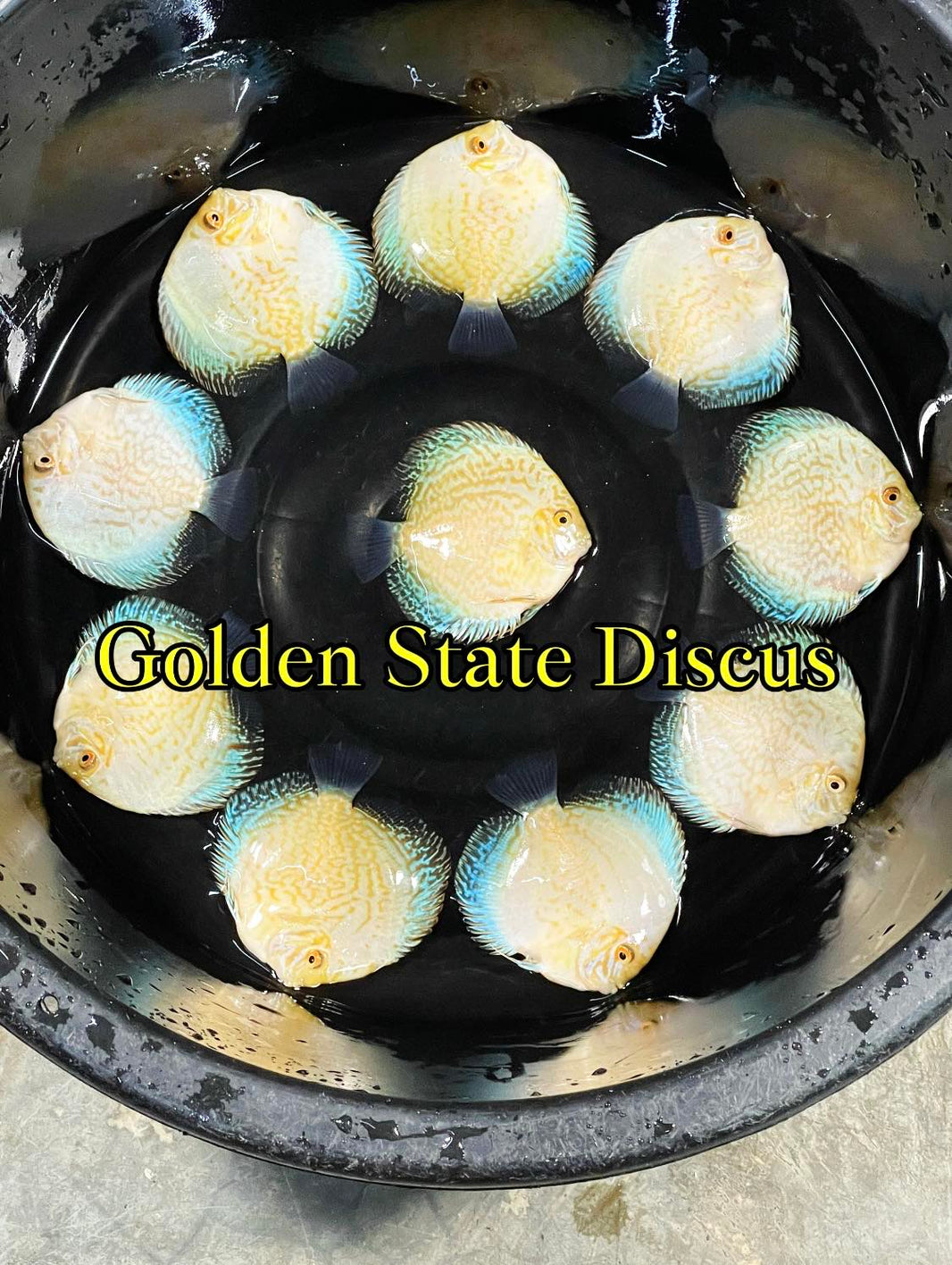 Golden State Discus Inventory – Page 2