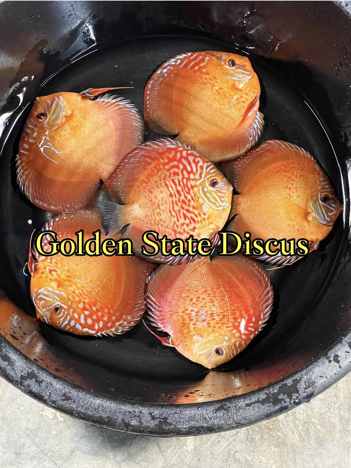 Golden State Discus - Premium Discus Fish and Expert Aquarium Care